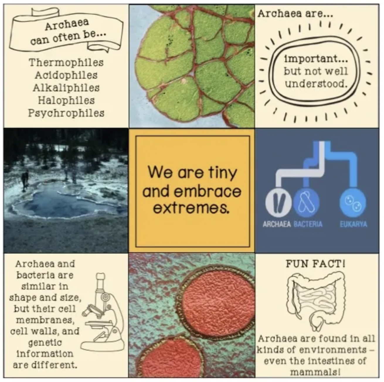 Archaebacteria Kingdom Facts